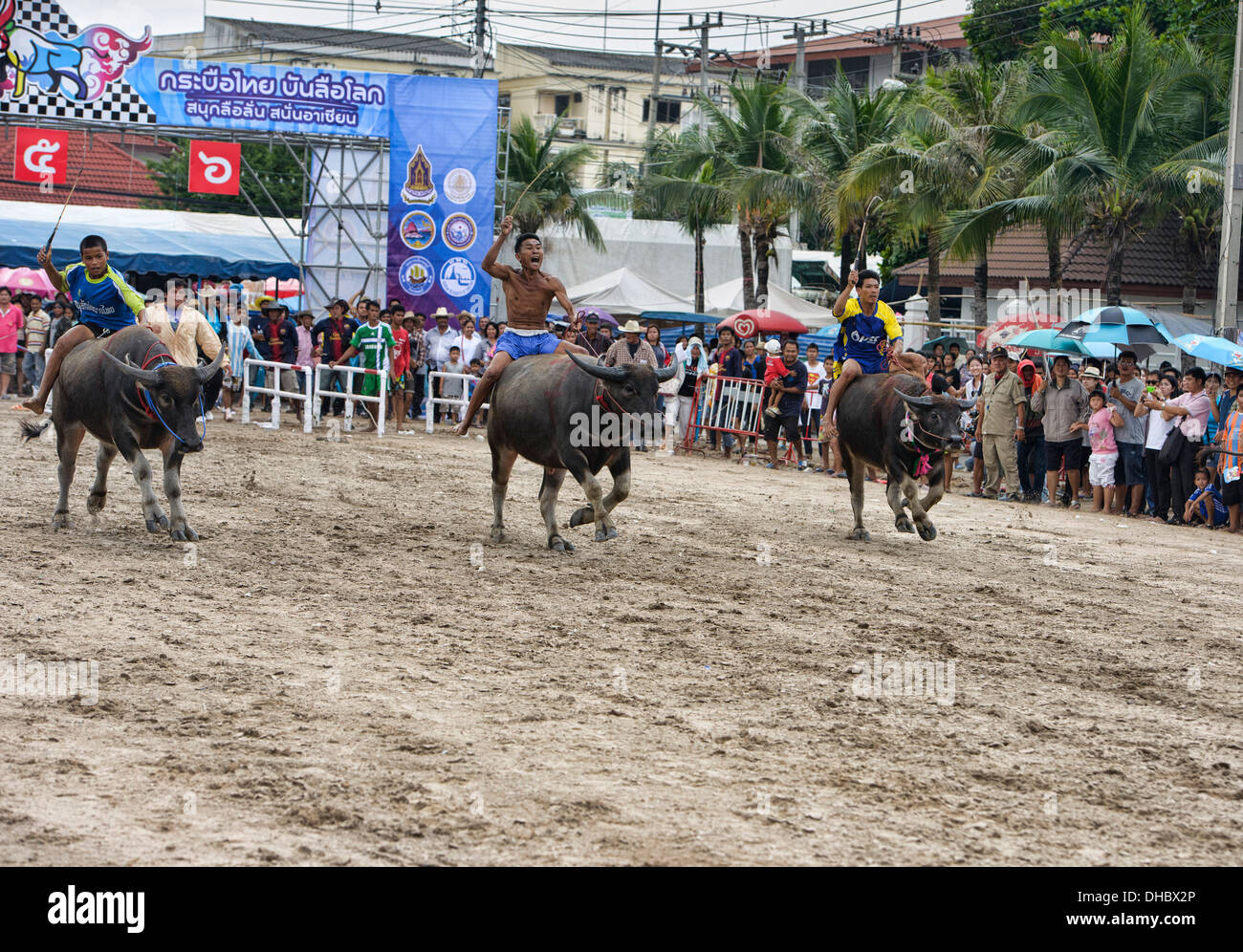 Running of the bulls. Water buffaloes racing with their jockeys at the ...