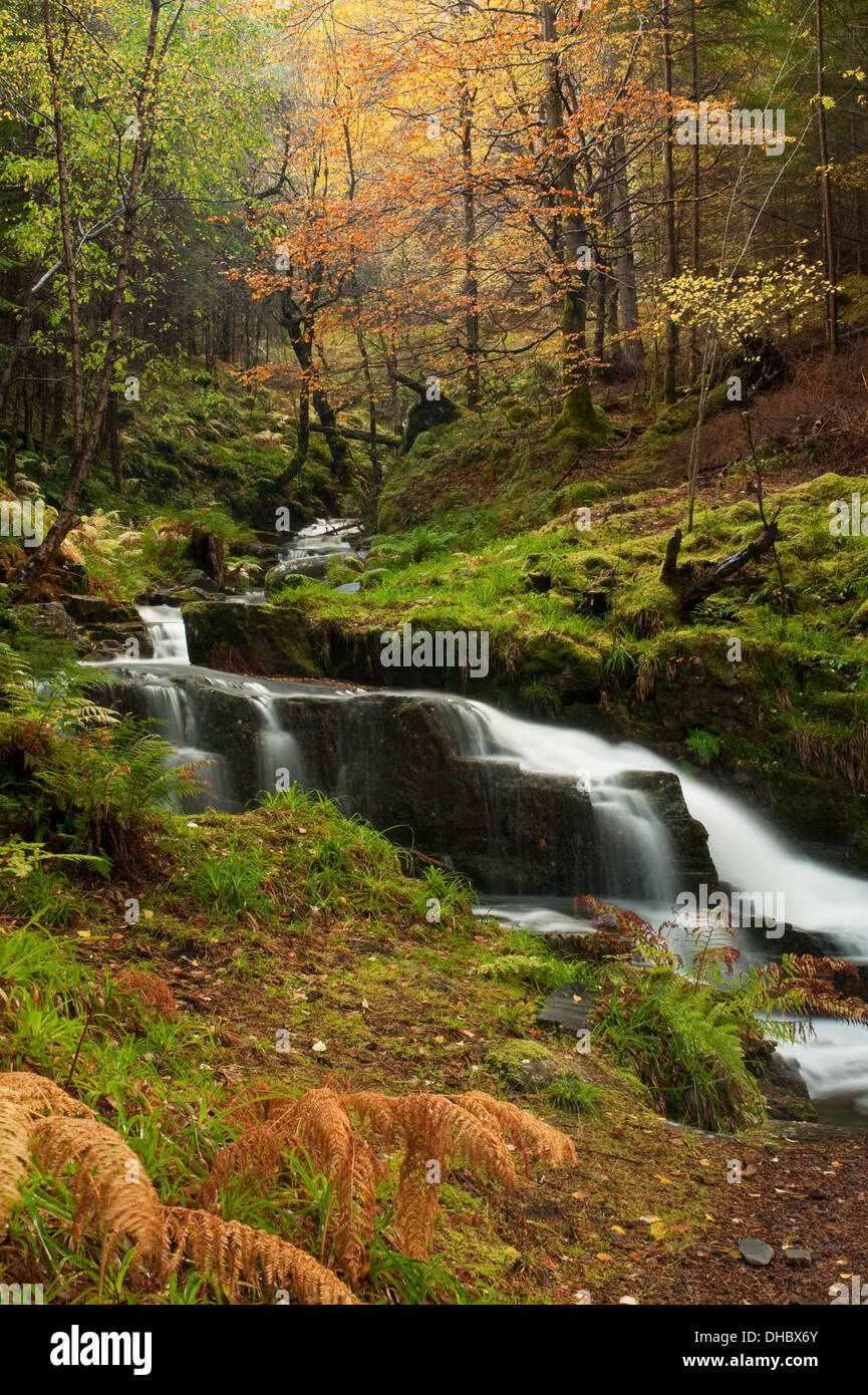 Wester ross and scotland and forest hi-res stock photography and images ...