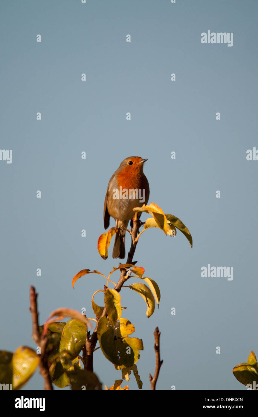 Robin pear hi-res stock photography and images - Alamy