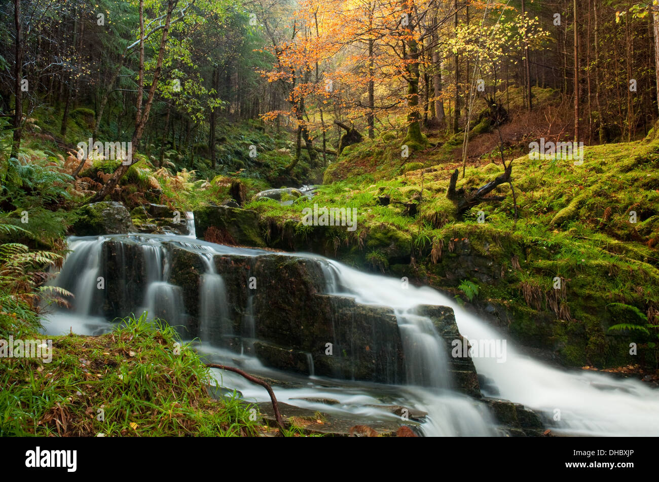 Lael forest hi-res stock photography and images - Alamy