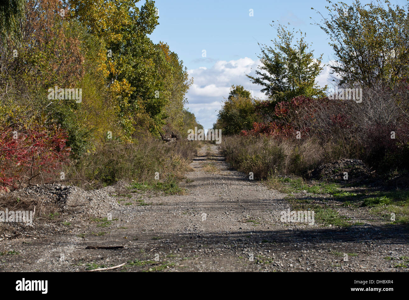 Empty Road Street with trees on side Stock Photo - Alamy