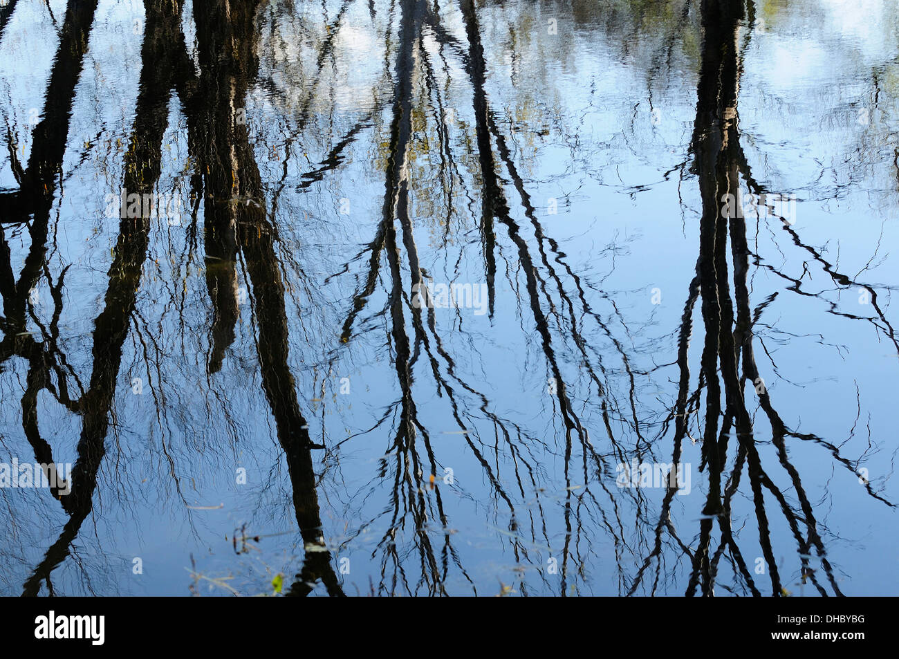 Trees with pond hi-res stock photography and images - Alamy