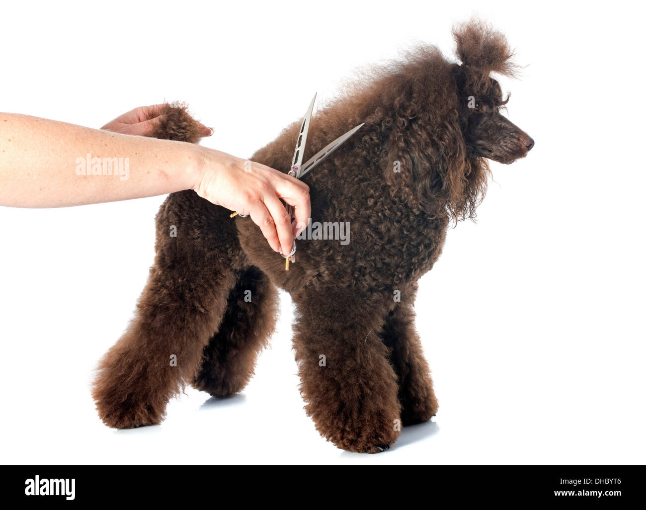 How To Tell If Your Poodle Is Purebred