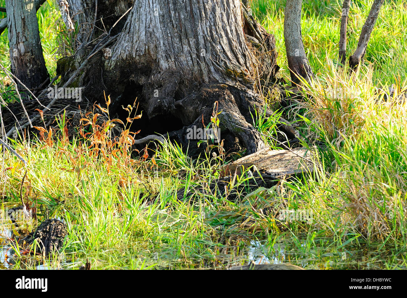 Deadwood tree stump in marshland ecosystem Stock Photo - Alamy