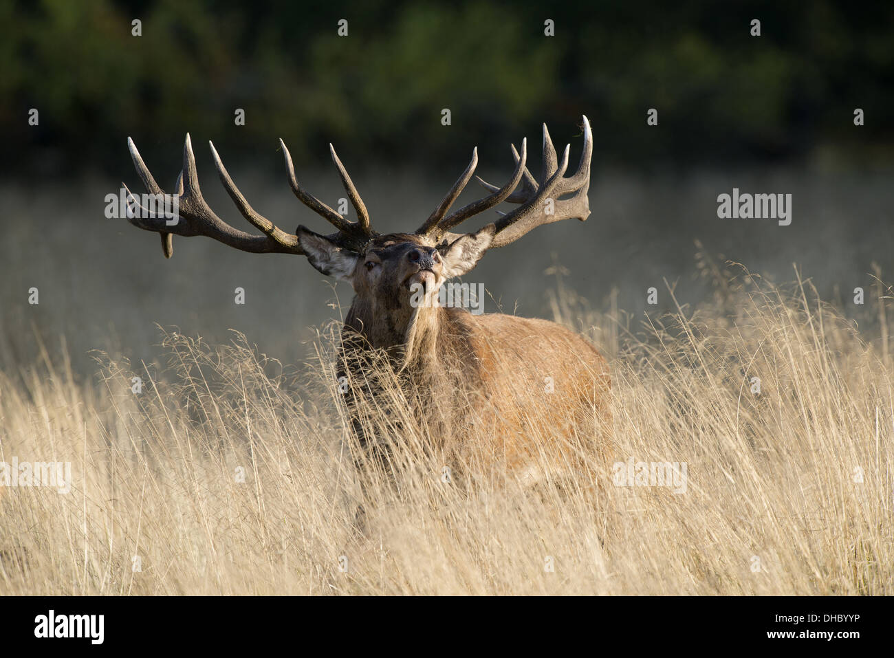 Red deer, Cervus elaphus, Denmark, Europe Stock Photo - Alamy
