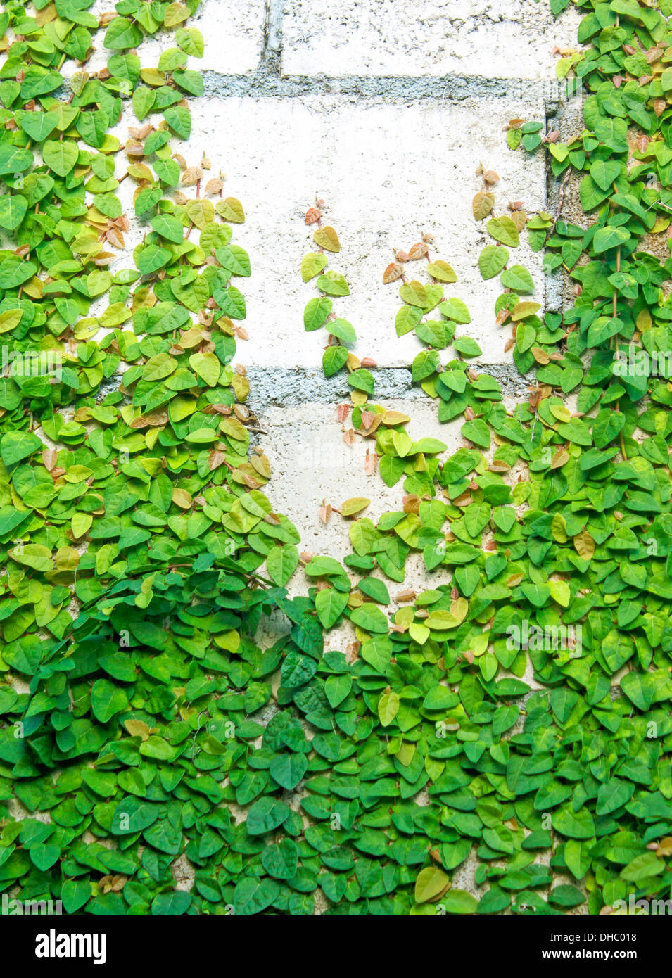 The Green Creeper Plant on the Wall Stock Photo - Alamy