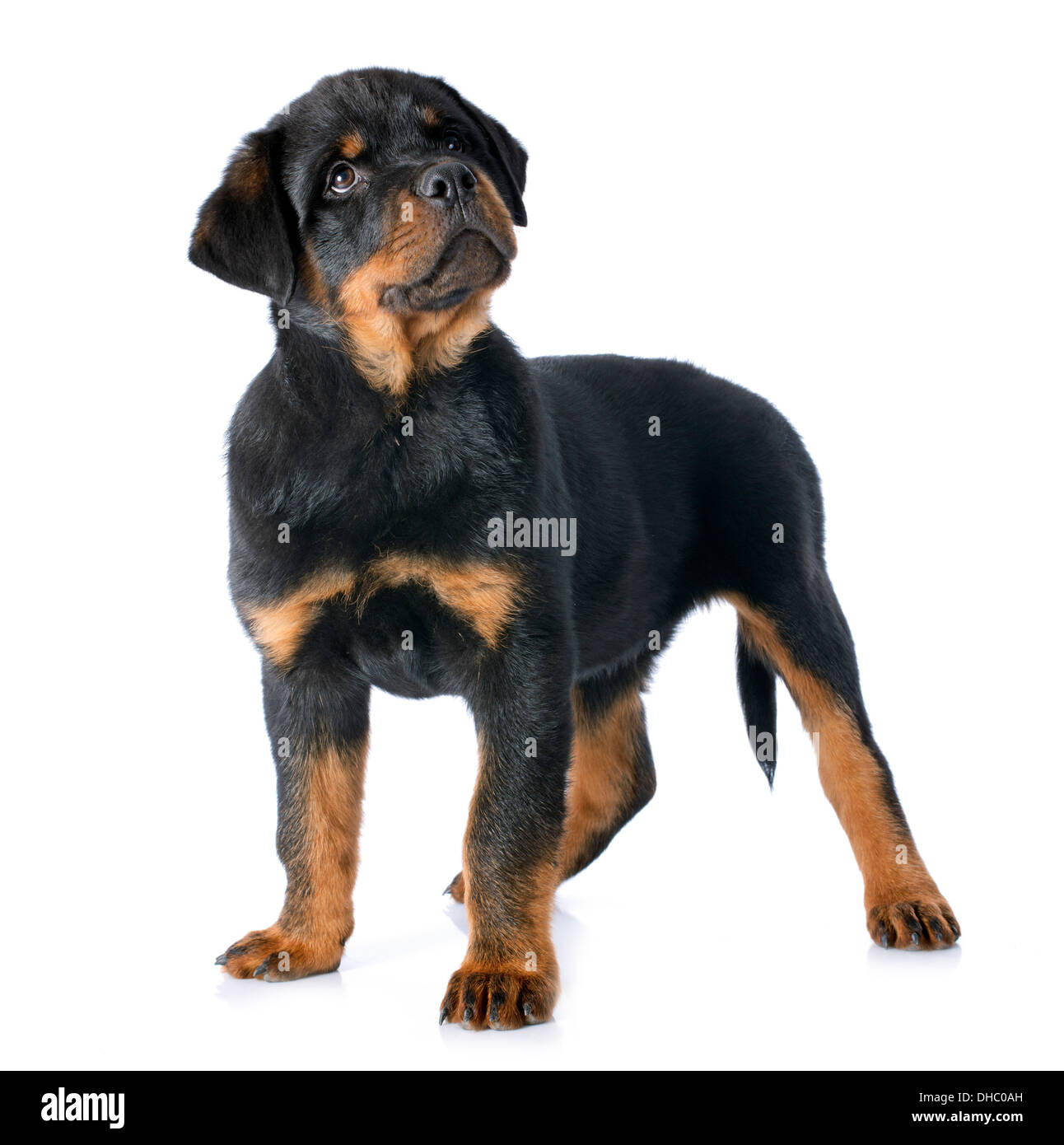 portrait of a purebred puppy rottweiler in front of white background ...