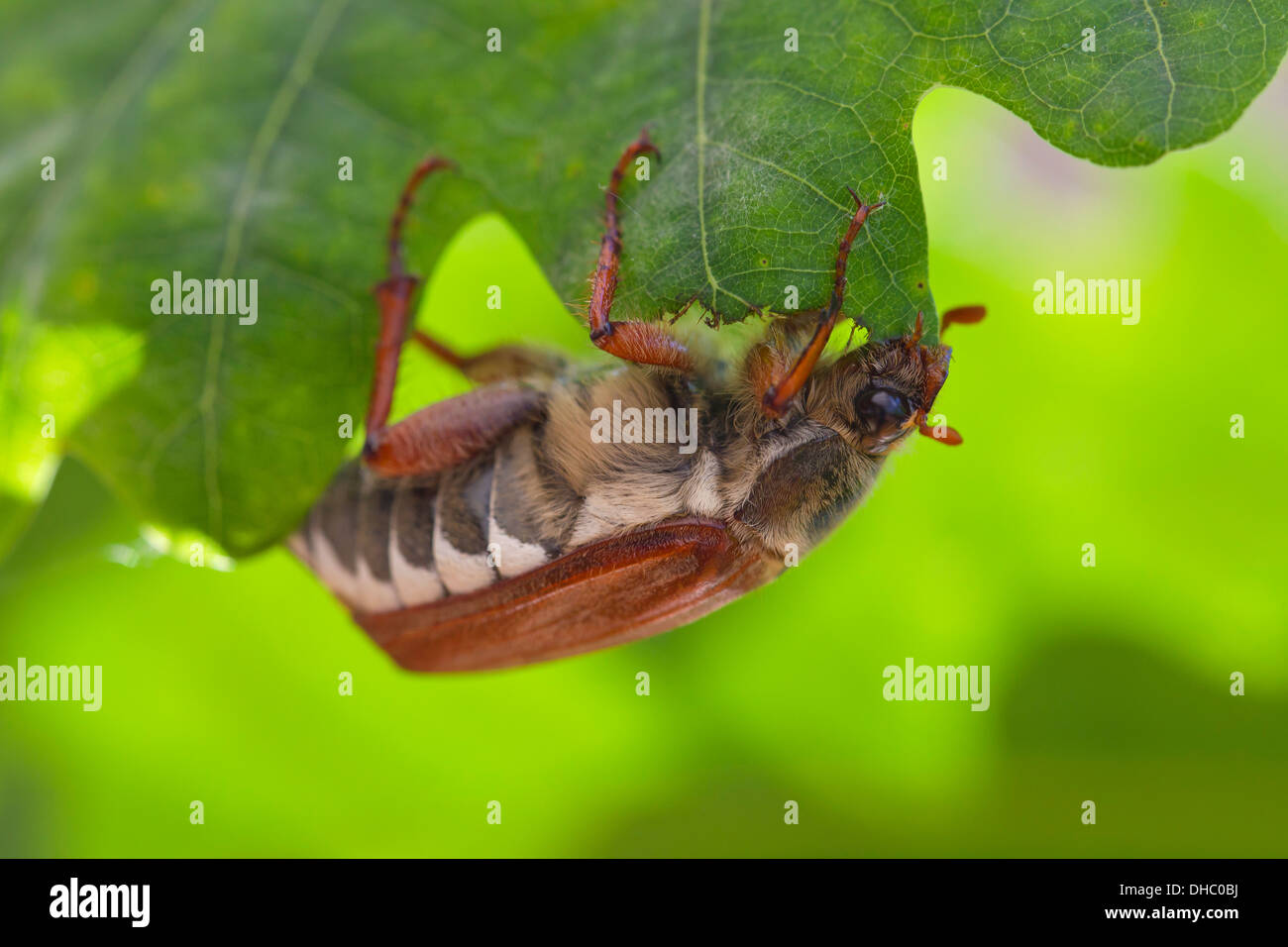 Common cockchafer / May bug (Melolontha melolontha) feeding on leaf in ...