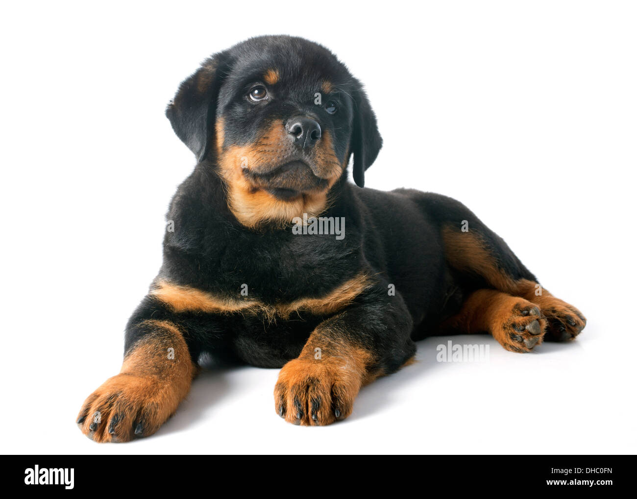 portrait of a purebred puppy rottweiler in front of white background ...