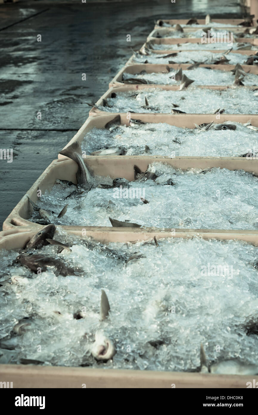 Catch of the day - Fresh Fish in Shipping Containers. Vertical shot ...