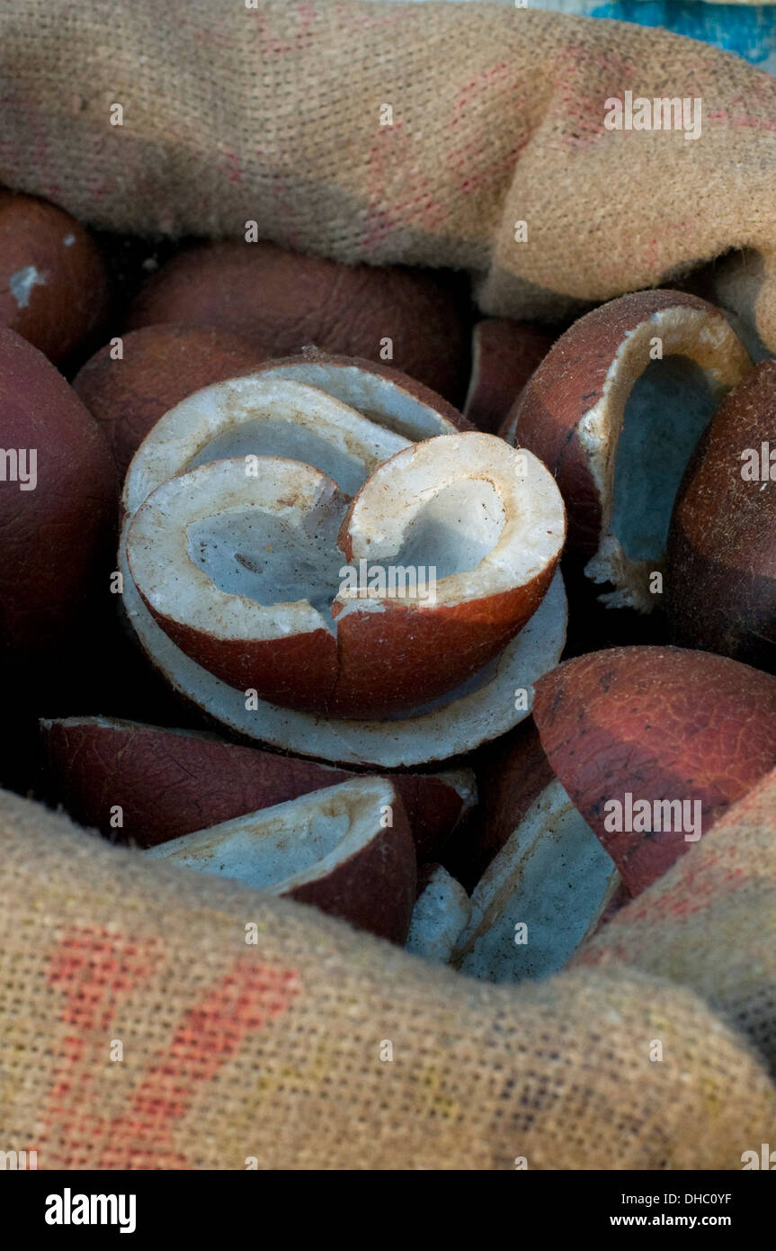 Dried coconuts stored in a hessian sack and on sale at the village ...