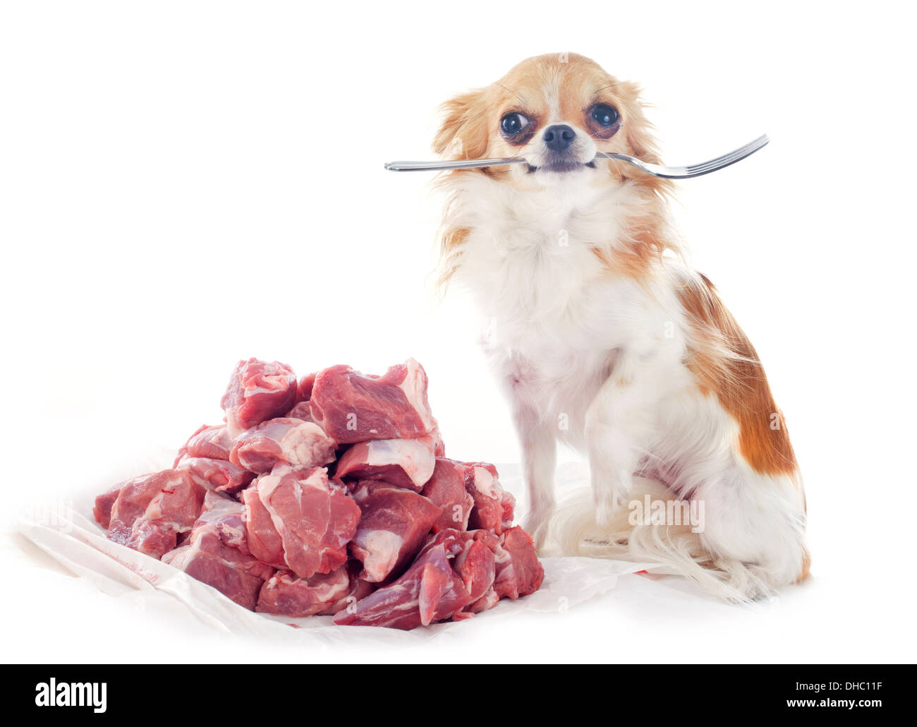 White red chihuahua dog Cut Out Stock Images & Pictures - Alamy