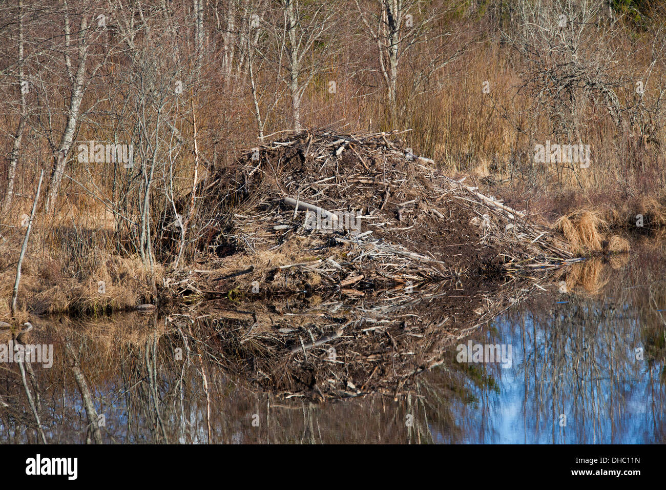 Beaver nest hi-res stock photography and images - Alamy