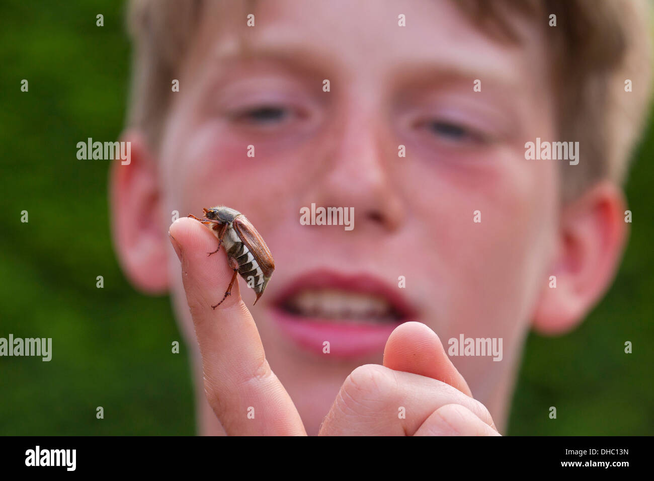 Curious boy looking at common cockchafer / May bug (Melolontha ...