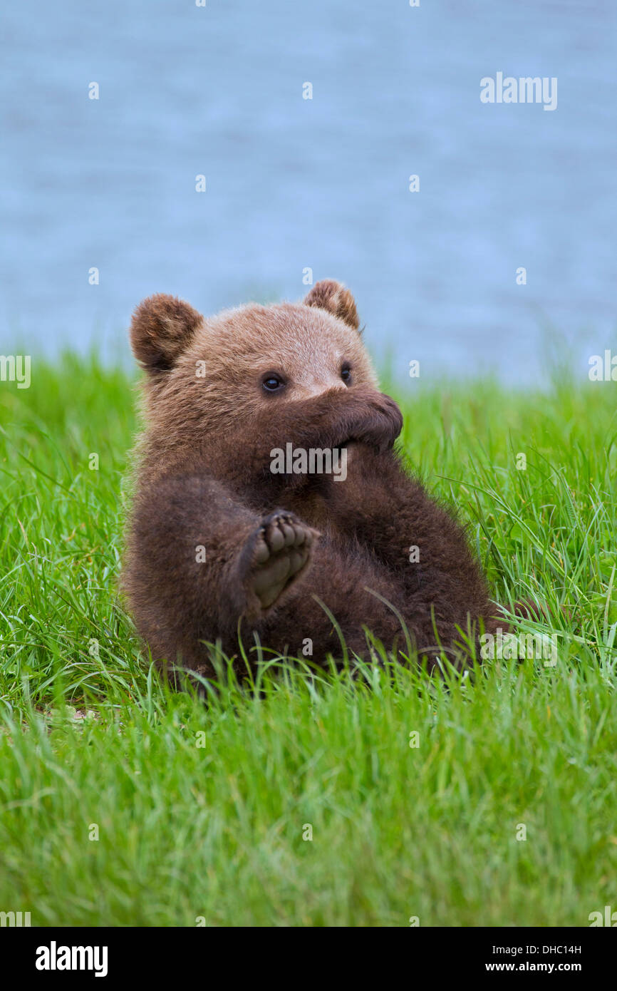 Playful brown bear cub hi-res stock photography and images - Alamy