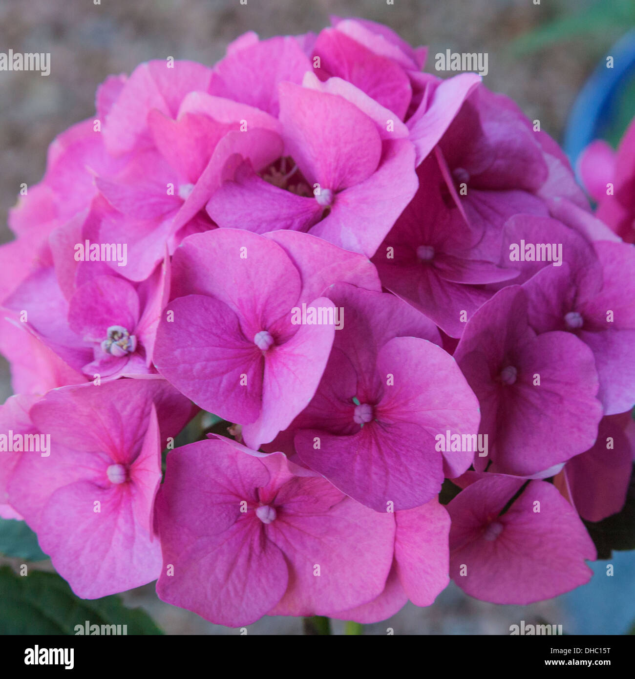 Alkaline soil with little aluminum produces pink hydrangeas. Acidic ...