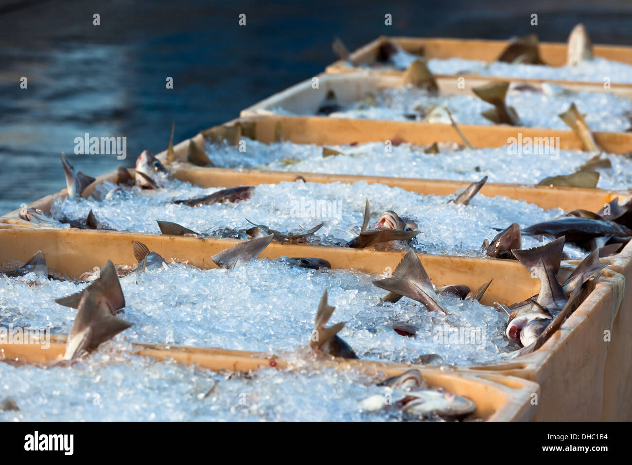 Catch of the day - Fresh Fish in Shipping Containers. Horizontal shot ...