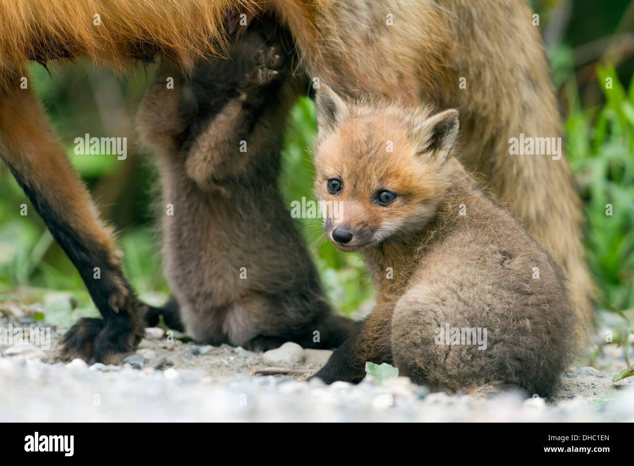 Red fox cubs suckling hi-res stock photography and images - Alamy