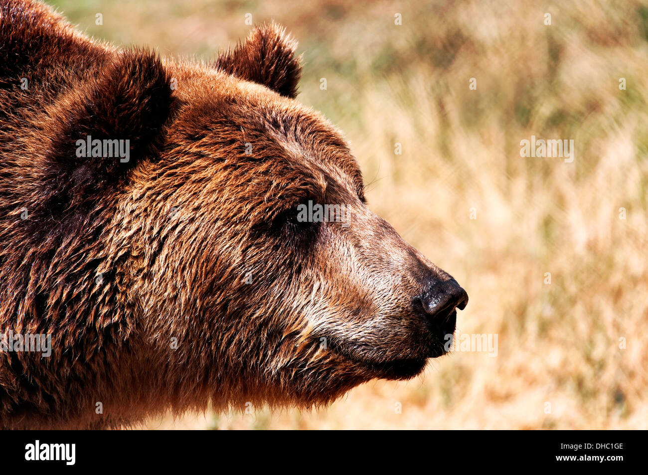 Grizzly bear in natural environment Stock Photo - Alamy