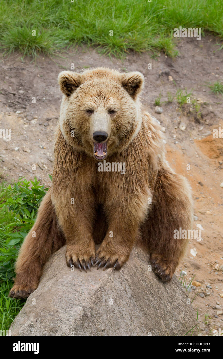 Snarling Bear High Resolution Stock Photography and Images - Alamy