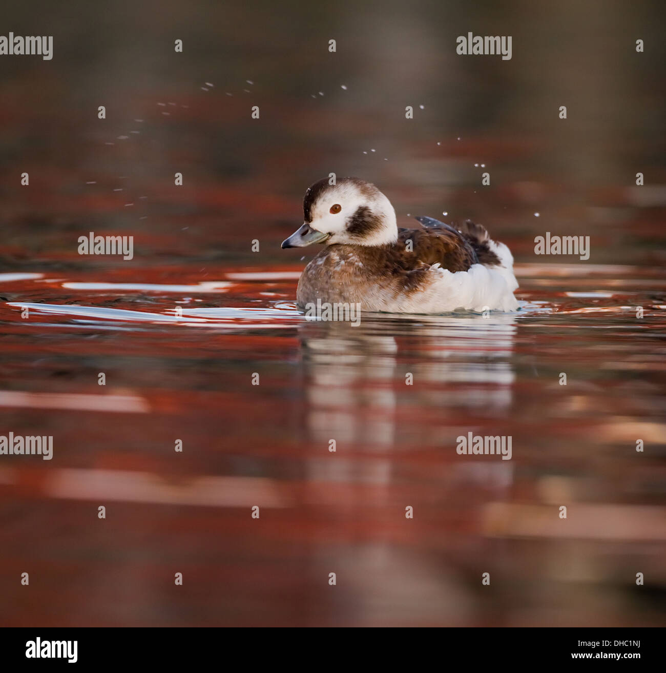 Female Long-tailed Duck in harbour facing left Stock Photo - Alamy