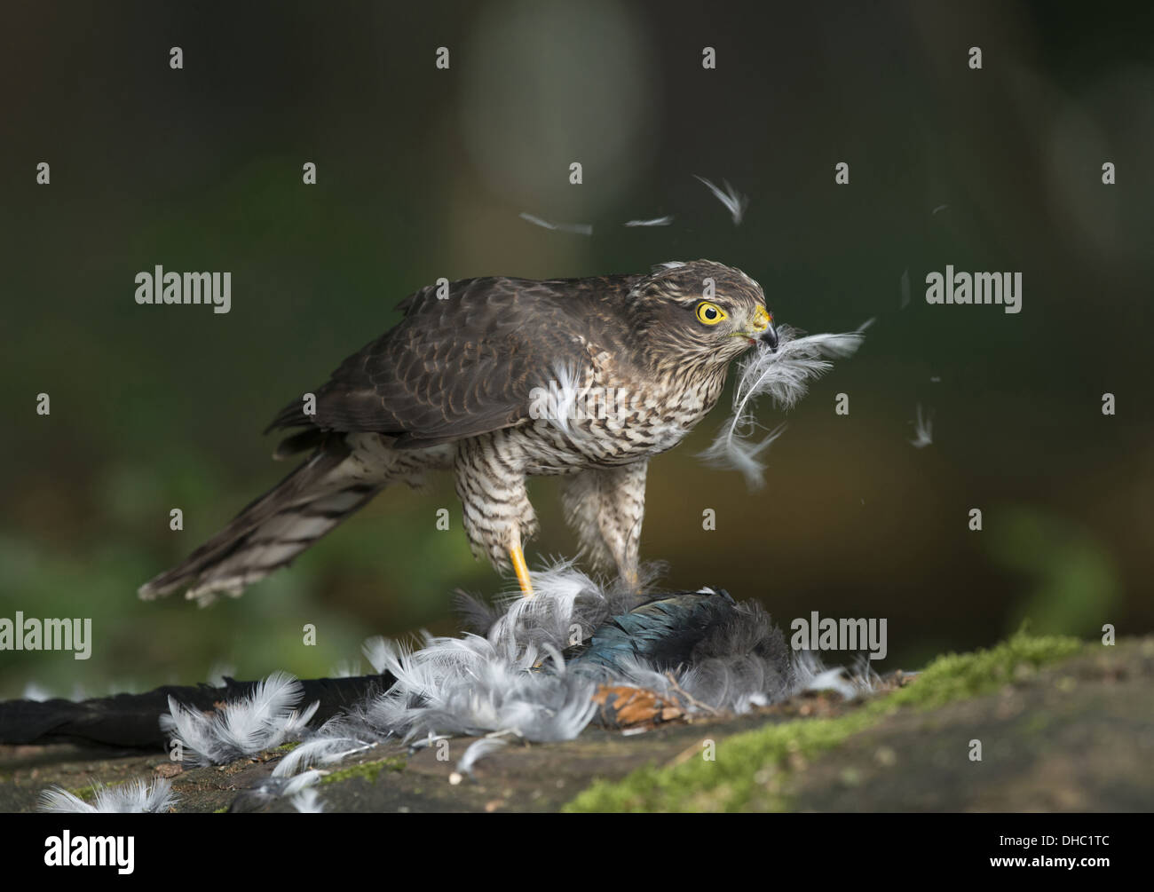eurasian sparrowhawk, eurasian sparrowhawks, sparrowhawk, sparrowhawks ...