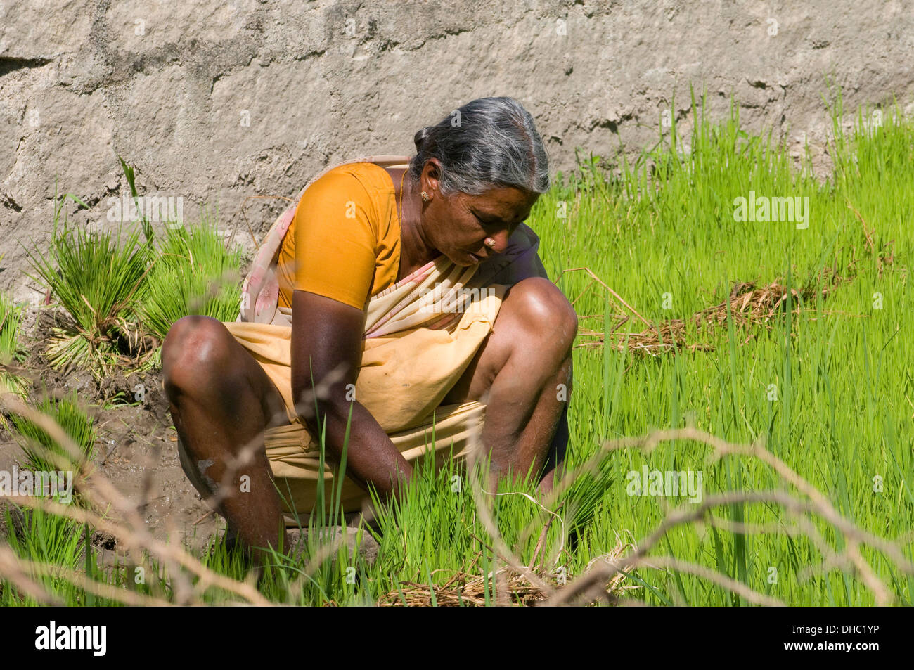 South Indian lady farmer sowing rice in her paddy field in Puttaparthi ...