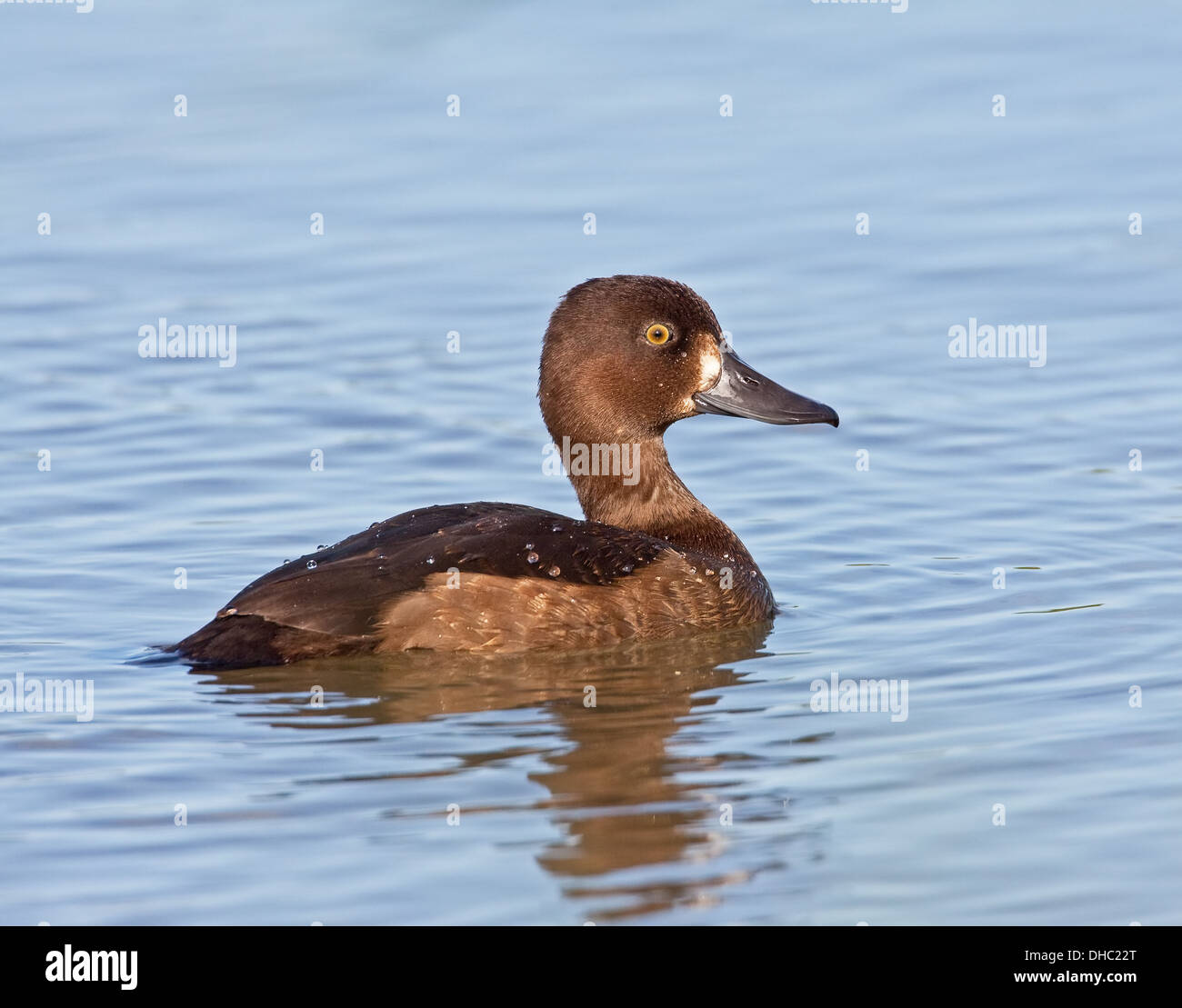 Female Tufted Duck in water facing right Stock Photo - Alamy