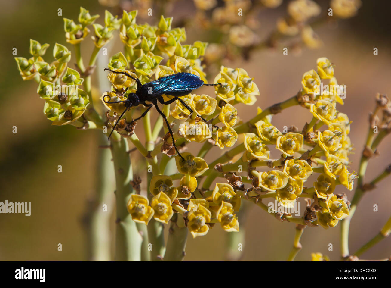 Metallic blue insect hi-res stock photography and images - Alamy