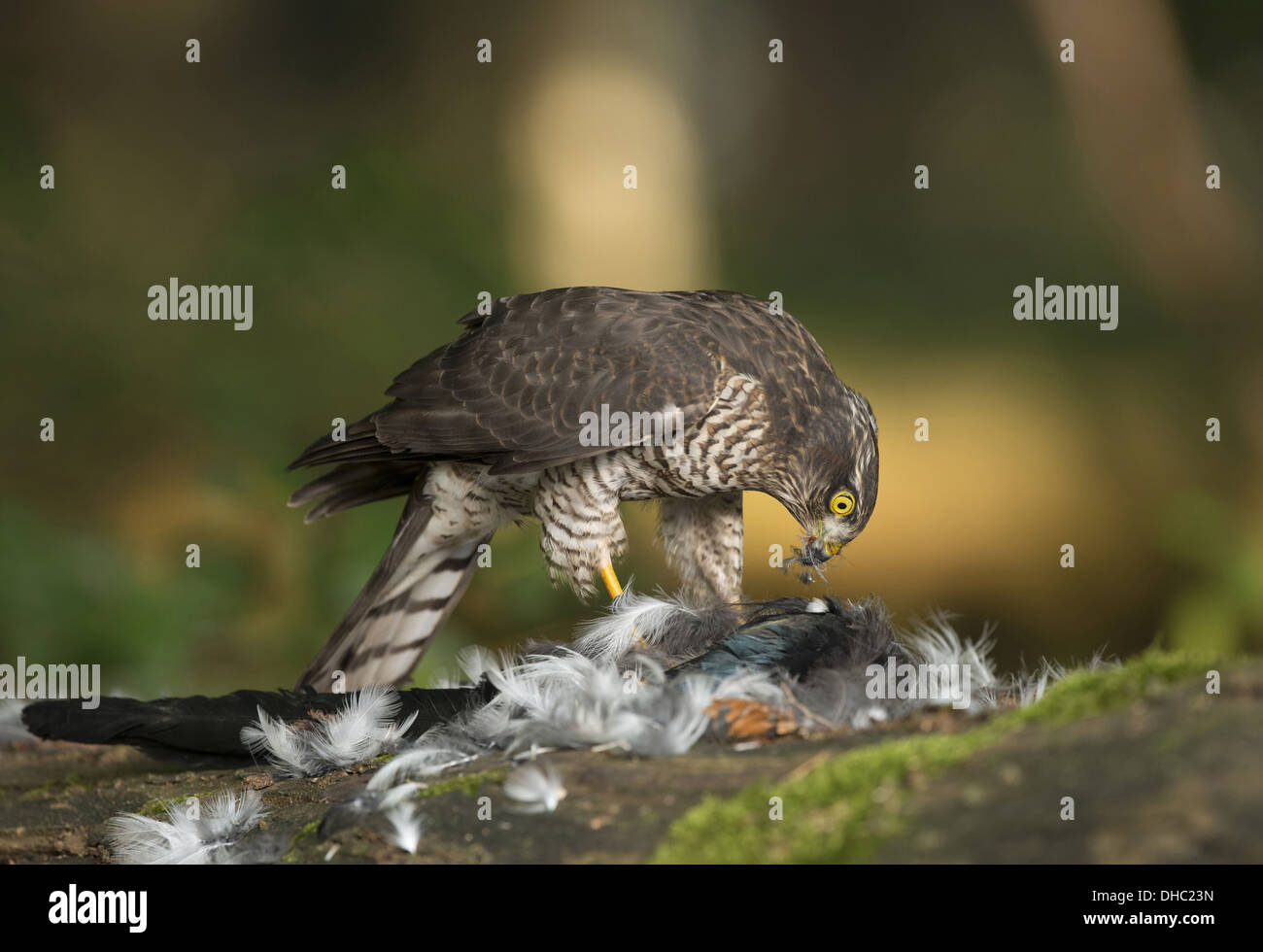 eurasian sparrowhawk, eurasian sparrowhawks, sparrowhawk, sparrowhawks ...