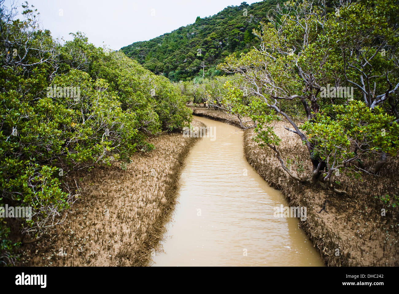 A Spectacular Mangrove Forest Walk At The Paihia To Opua Walking Track ...