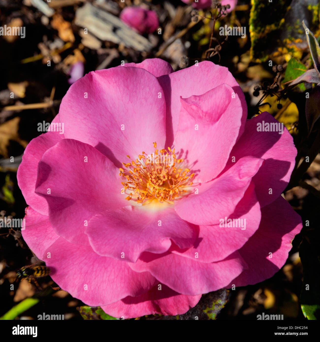 The Rosa Rugosa rose is often grown for its ornamental large hose hips ...