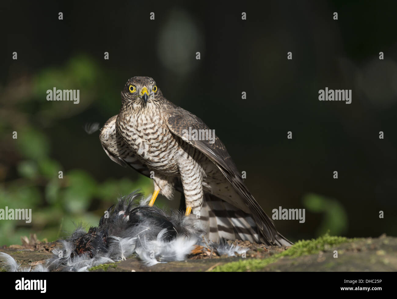 Eurasian Sparrowhawk, Eurasian Sparrowhawks, sparrowhawk, sparrowhawks ...