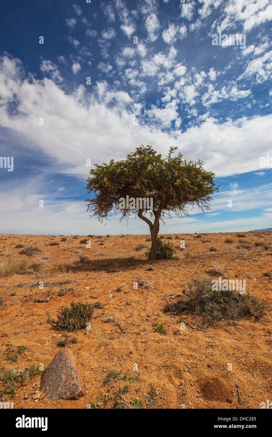 Acacia Tree In The Desert; Klein-Aus Vista, Namibia Stock Photo - Alamy