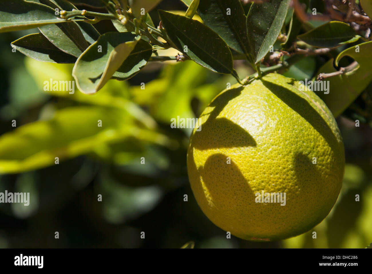 Lemon Growing On A Tree With Leaf Shadows; Klein-Aus Vista, Namibia ...