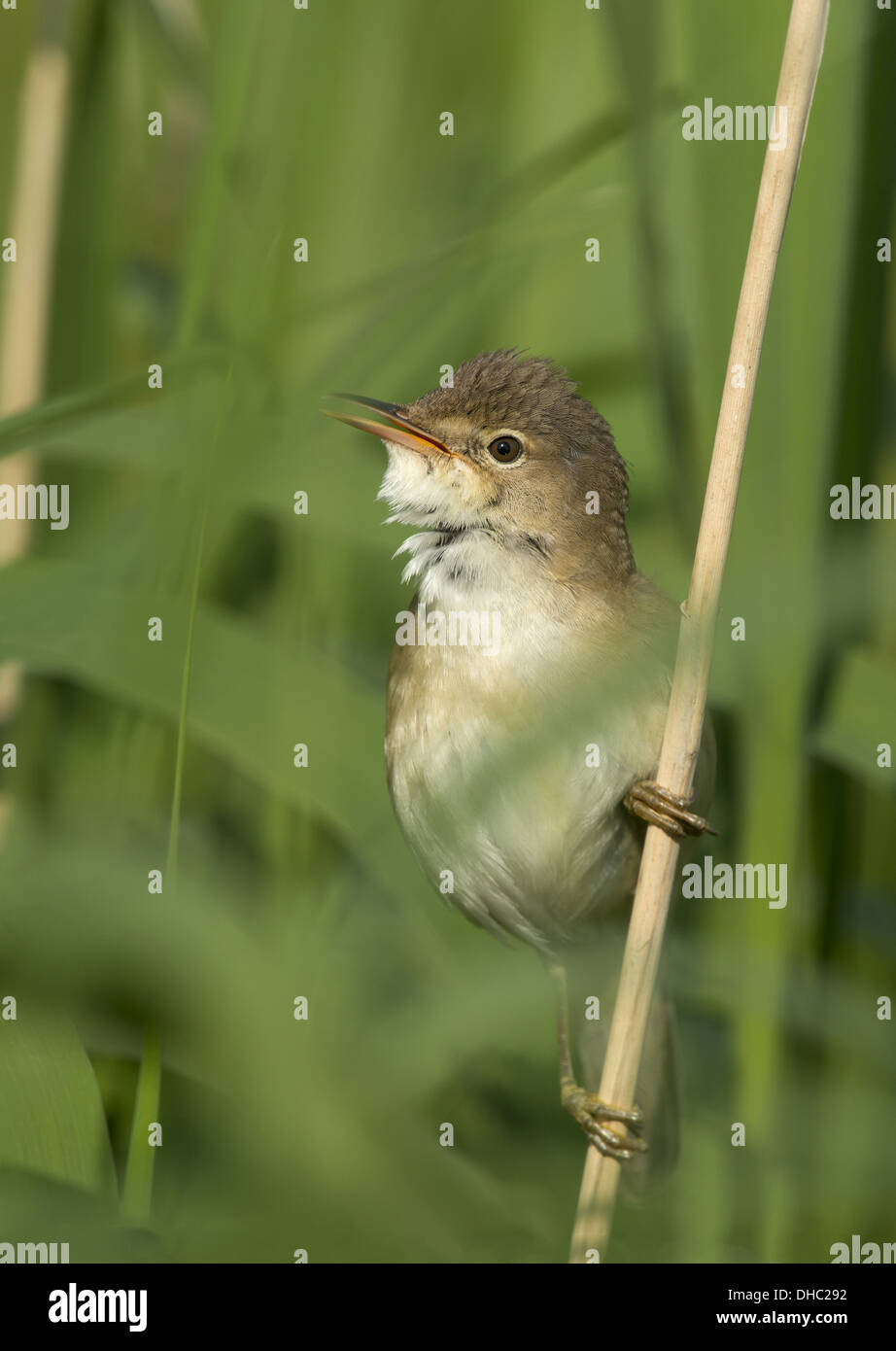 Eurasian Reed Warbler singing, Acrocephalus scirpaceus, Germany, Europe ...