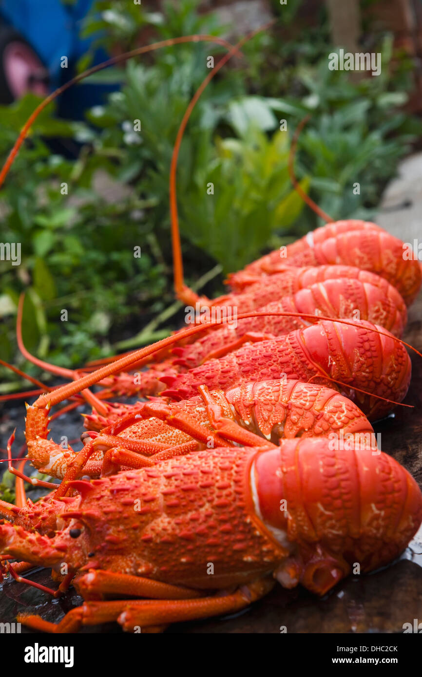 New zealand crayfish hi-res stock photography and images - Alamy