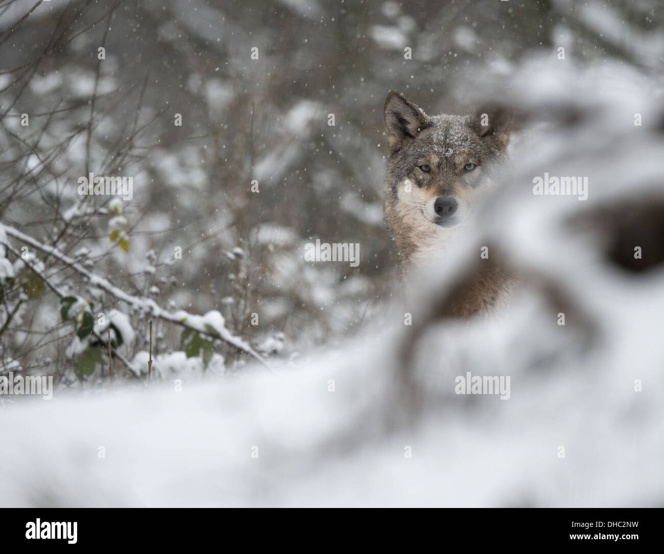 European Gray Wolf in snow, Canis lupus lupus, Germany, Europe Stock ...