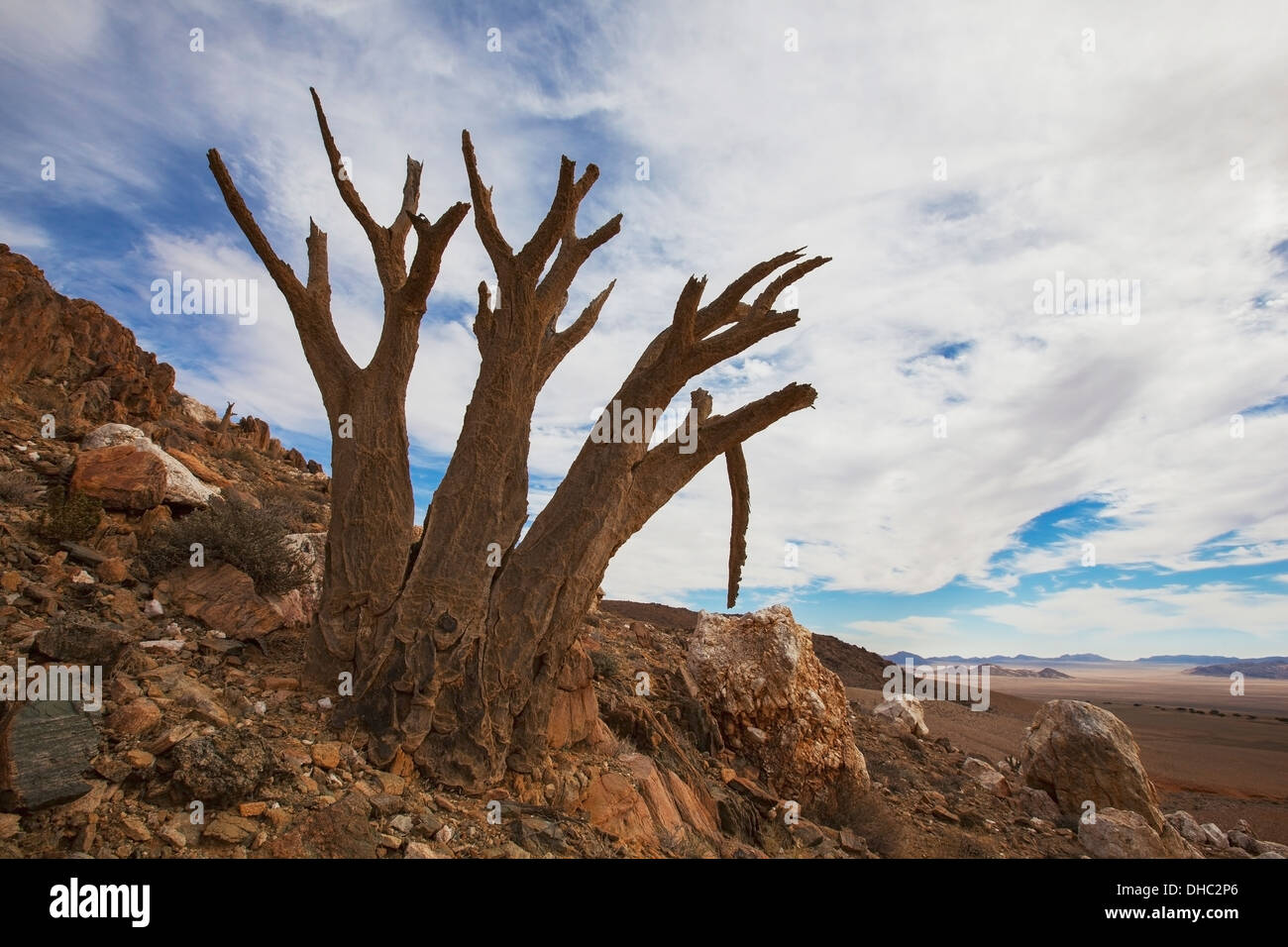 Tree stumps low angle hi-res stock photography and images - Alamy