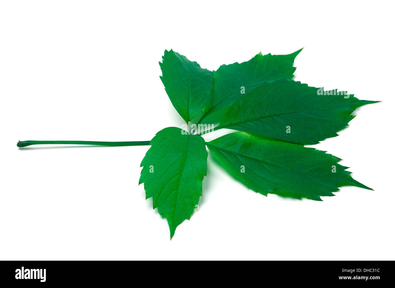 Green virginia creeper leaf isolated on white background Stock Photo ...