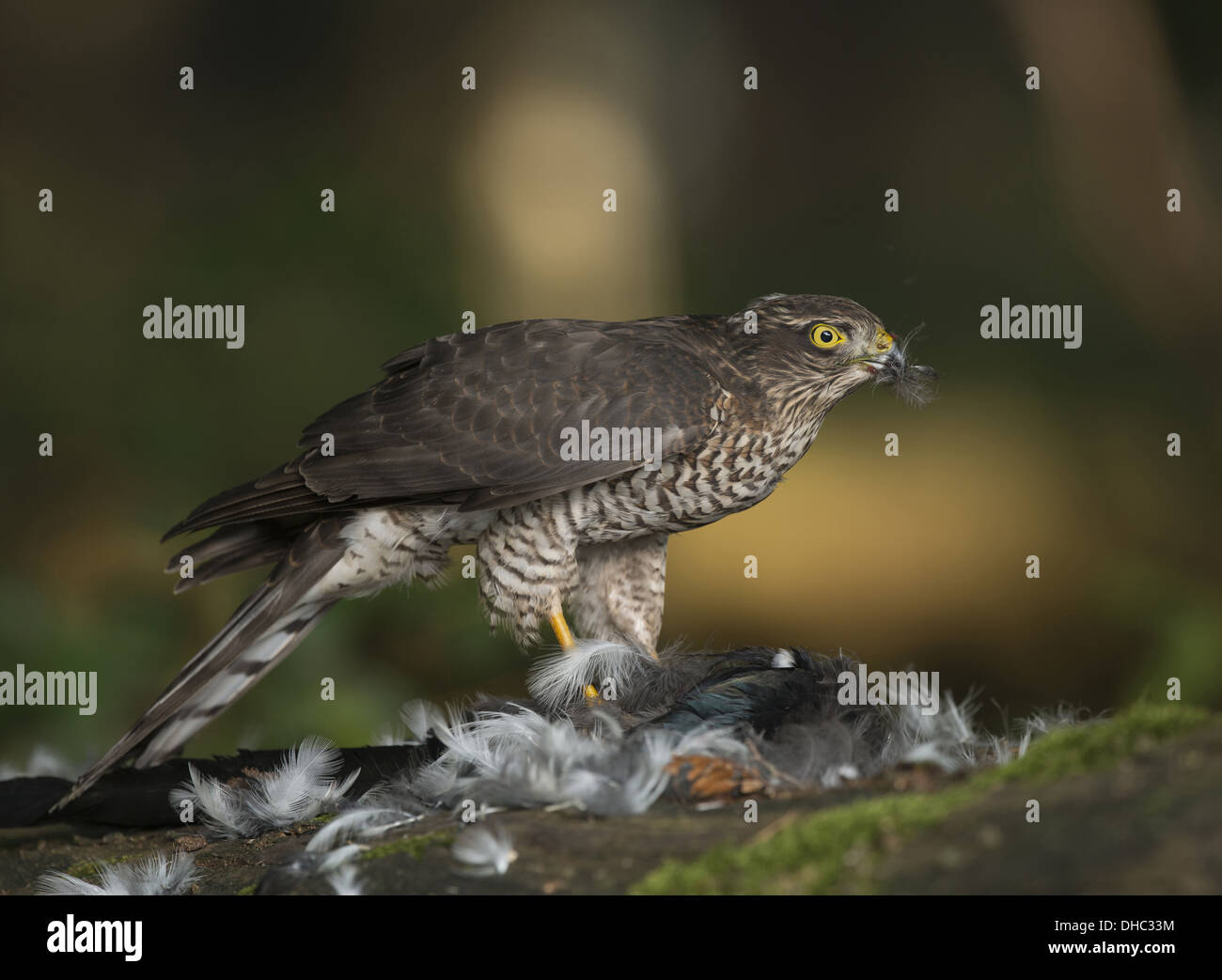 Eurasian Sparrowhawk, Eurasian Sparrowhawks, sparrowhawk, sparrowhawks ...
