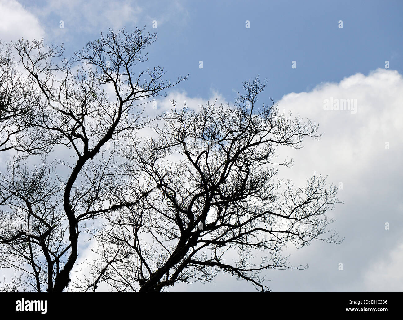 Tree without leaves india hi-res stock photography and images - Alamy