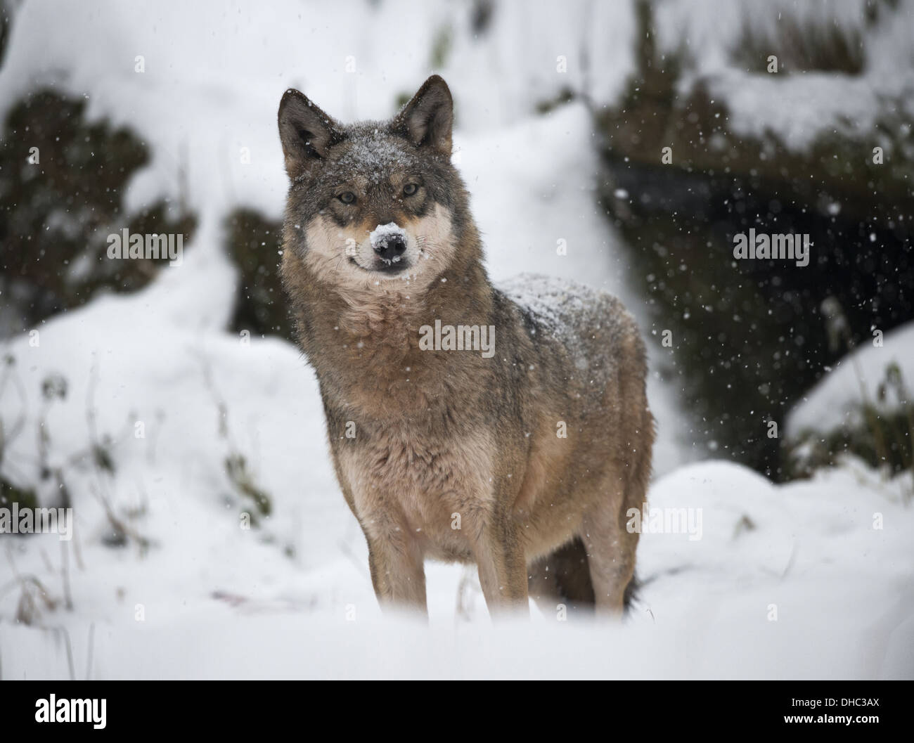 Gray wolf in snow hi-res stock photography and images - Alamy