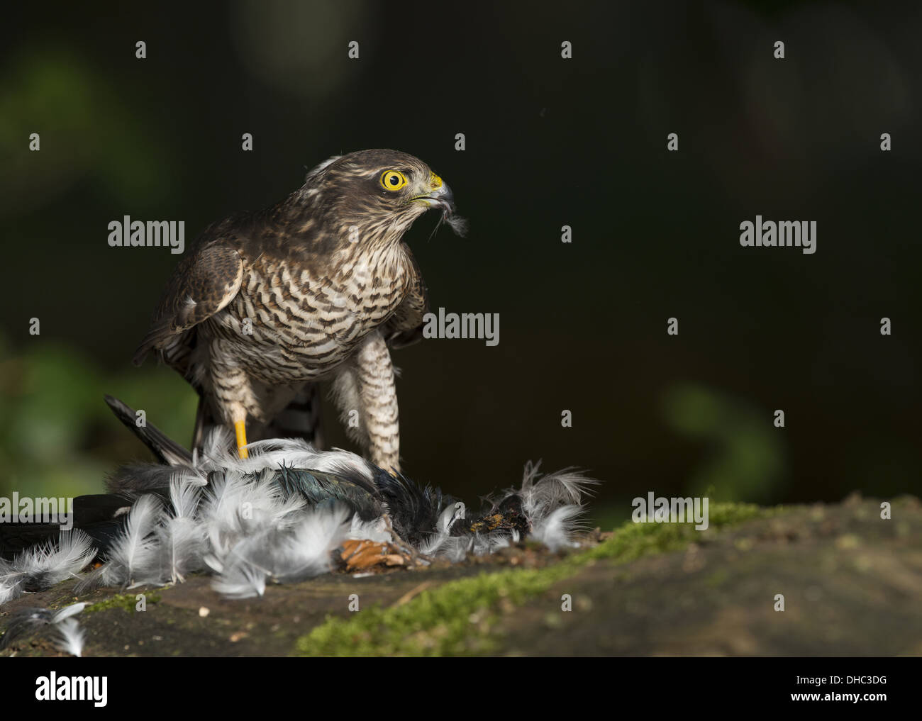 Eurasian Sparrowhawk, Eurasian Sparrowhawks, sparrowhawk, sparrowhawks ...