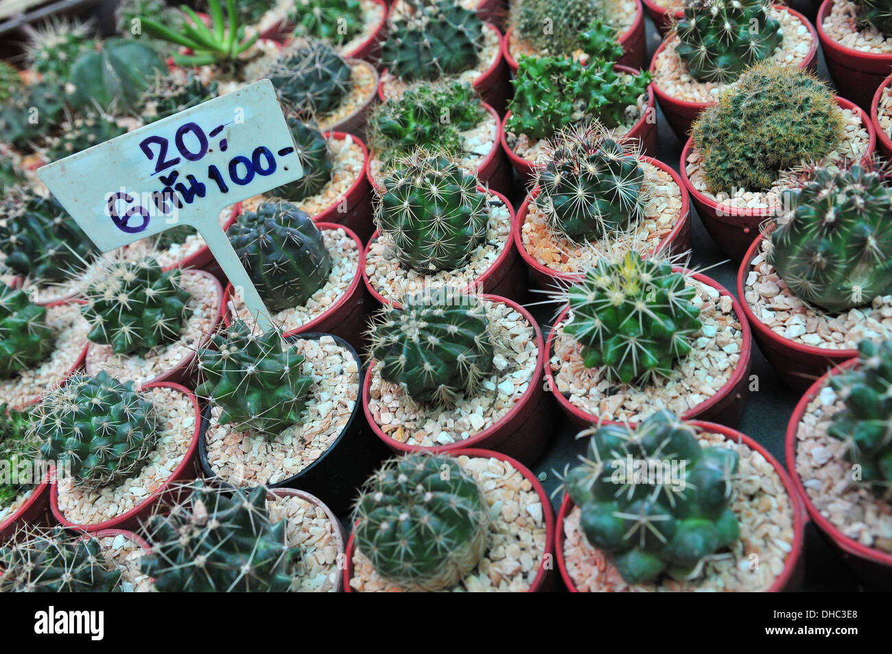 Catus plant for sale at Bangkok Chatuchak Weekend Market, Thailand ...