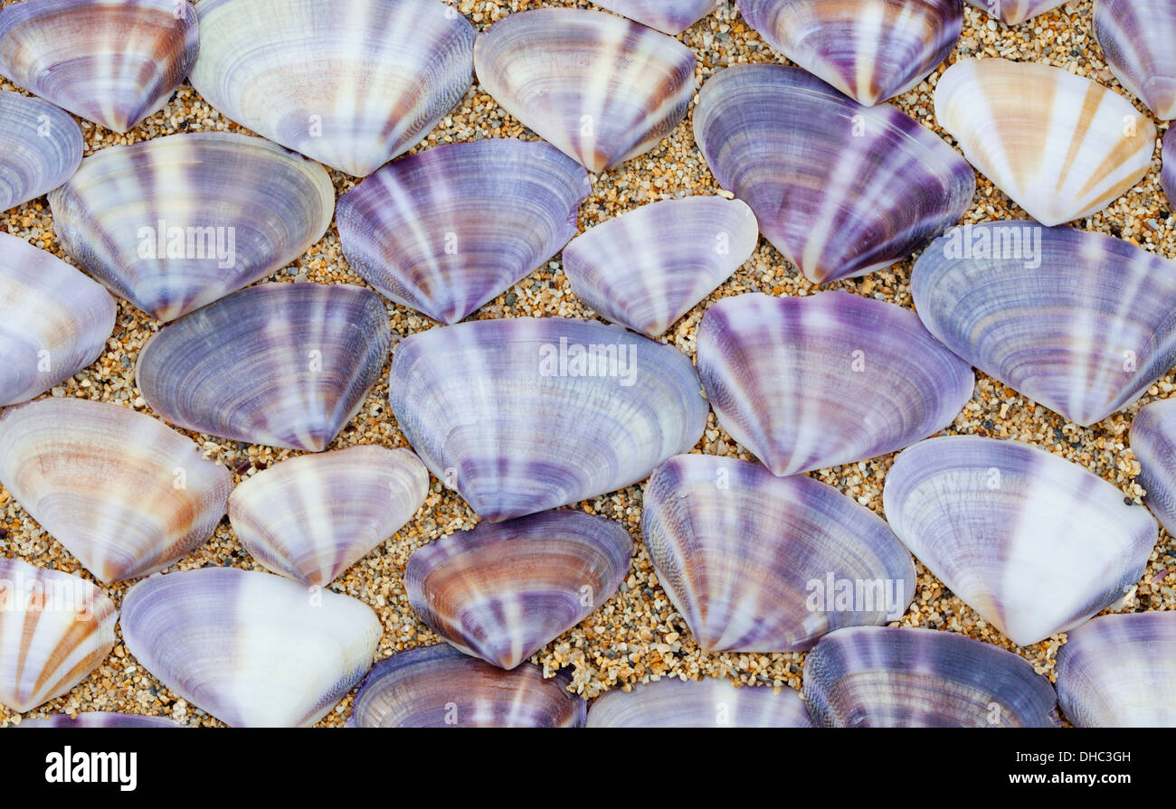 Seashells Laying In Rows In The Sand; Oahu, Hawaii, United States Of ...