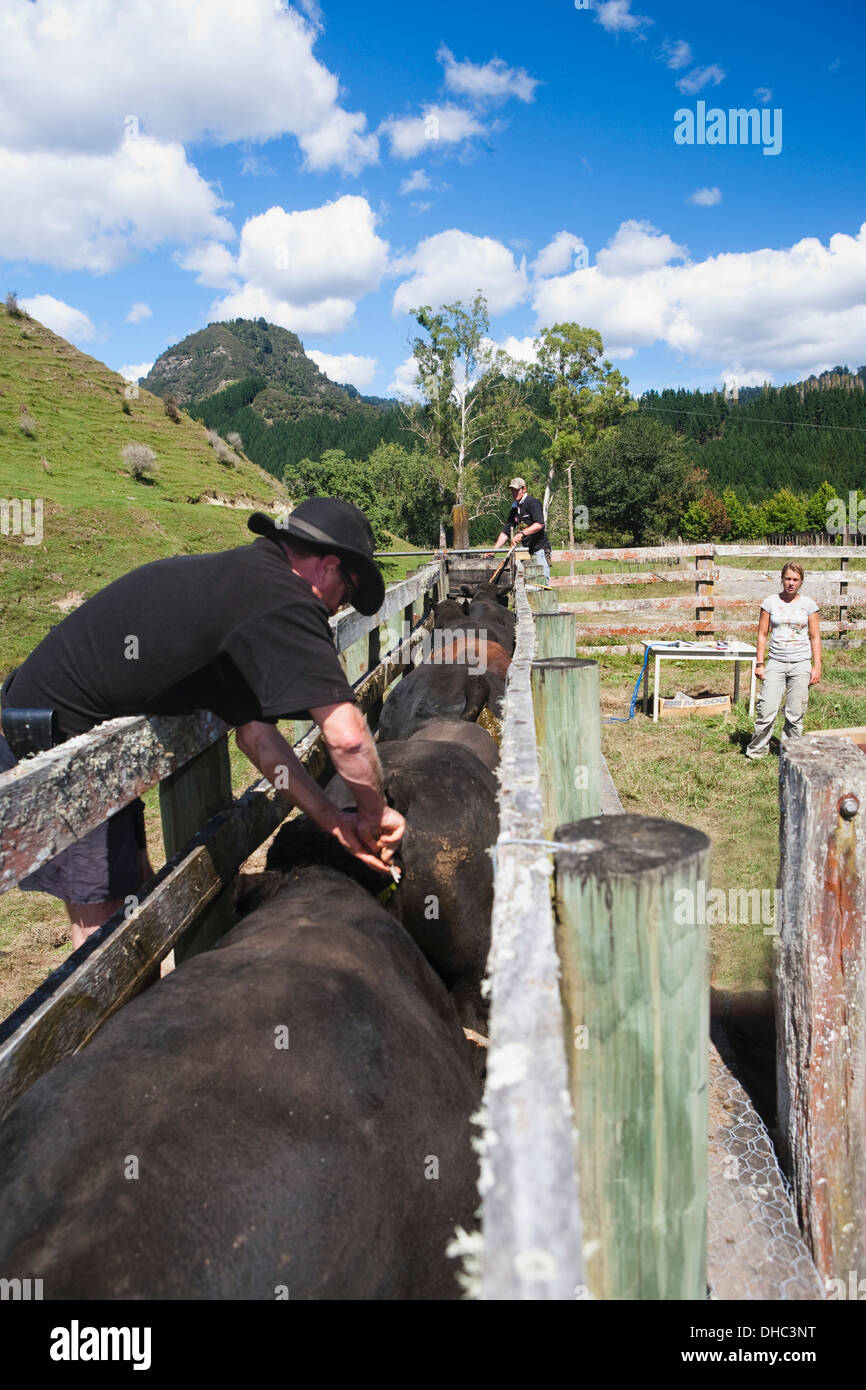 Tourists Participate In A Cattle Muster And Are Tagging The Bulls At ...
