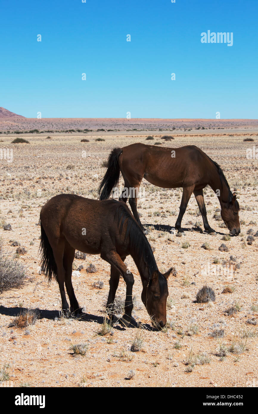 Two Wild Horses In The Desert; Garub, Namibia Stock Photo - Alamy