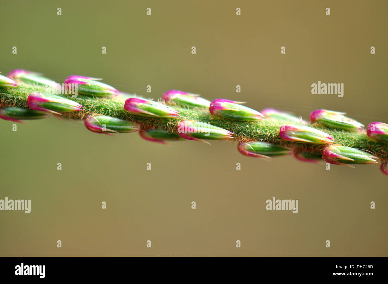 Bullets and plant hi-res stock photography and images - Alamy