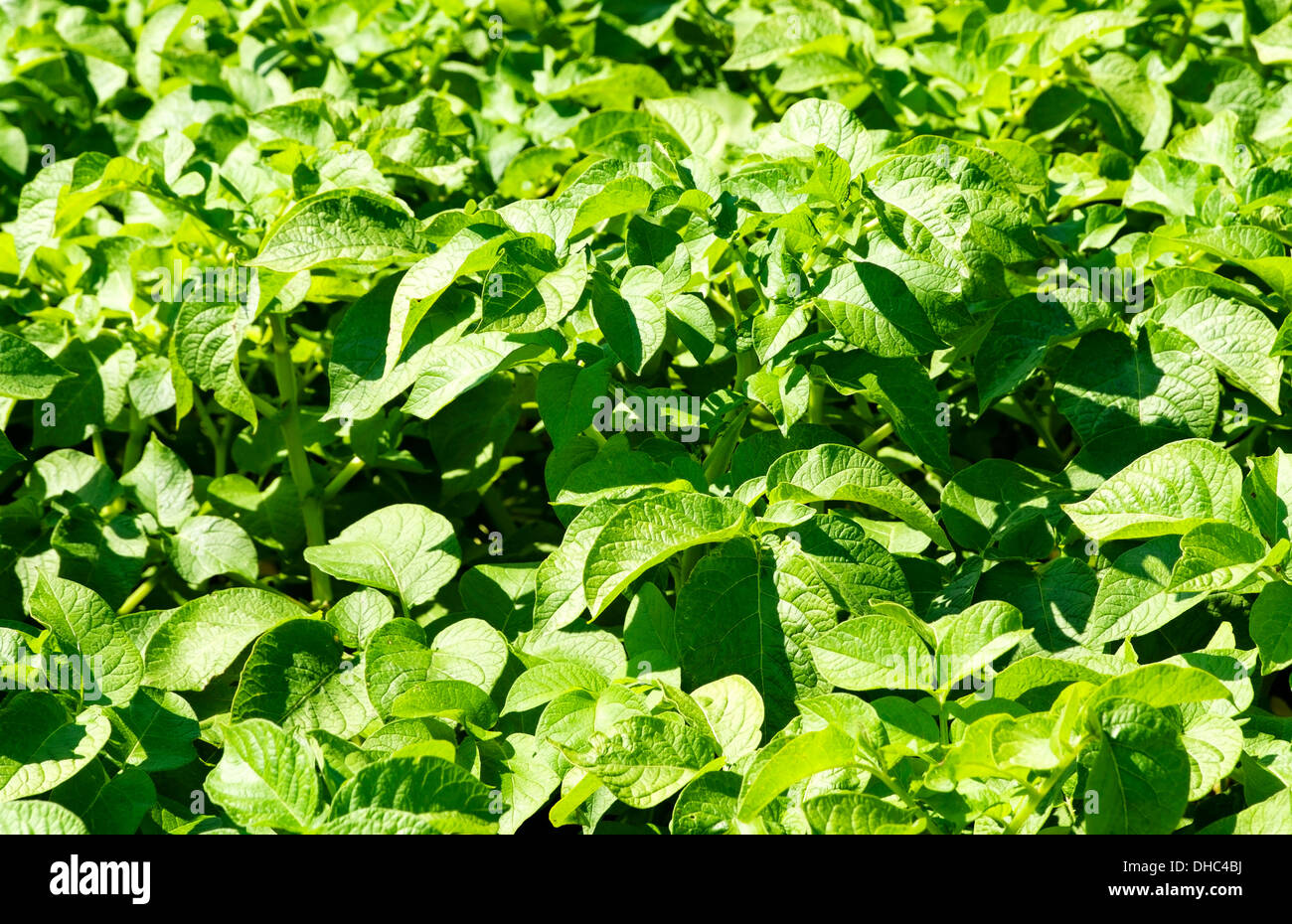 Potato in the garden Stock Photo - Alamy